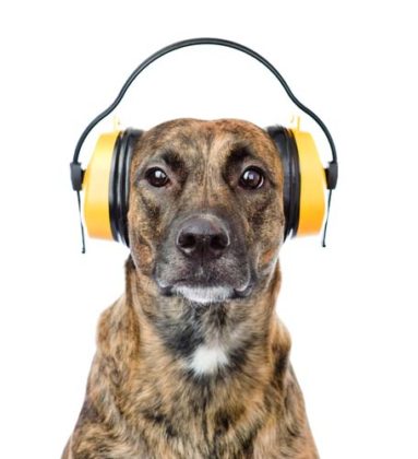 The Best Dog Hearing Protection – Top Dog Tips
