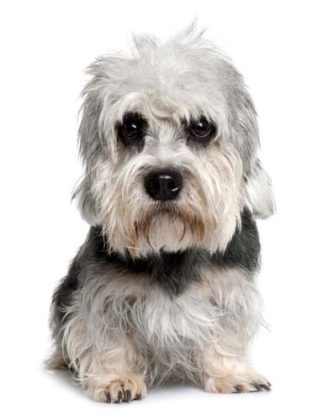 List of Dogs With Hair (and Not Fur) for Allergic People
