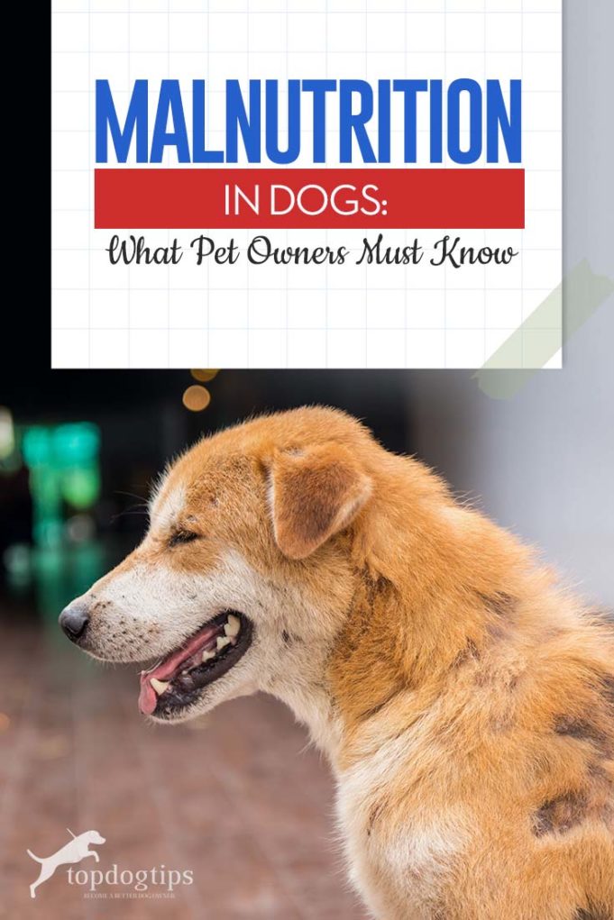 Malnutrition in Dogs: What Pet Owners Must Know – Top Dog Tips