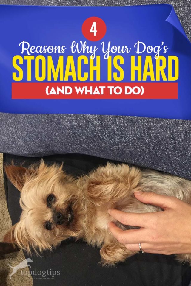 4 Reasons Why Your Dog’s Stomach is Hard and What to Do