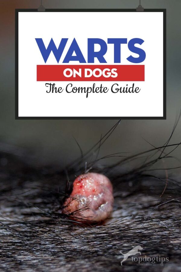 Warts on Dogs: The Complete Guide for Dog Owners