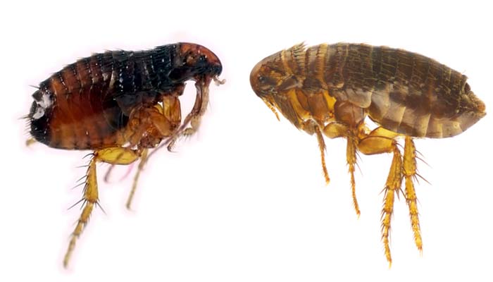 What Do Dog Fleas Look Like? – Top Dog Tips