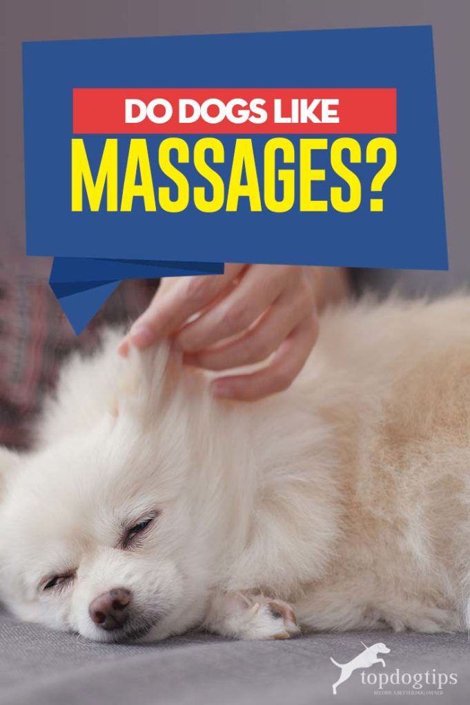 Do Dogs Like Massages? Why and What You Should Know – Top Dog Tips