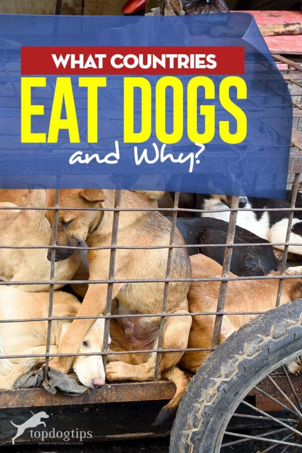 What Countries Eat Dogs and Why They Do It