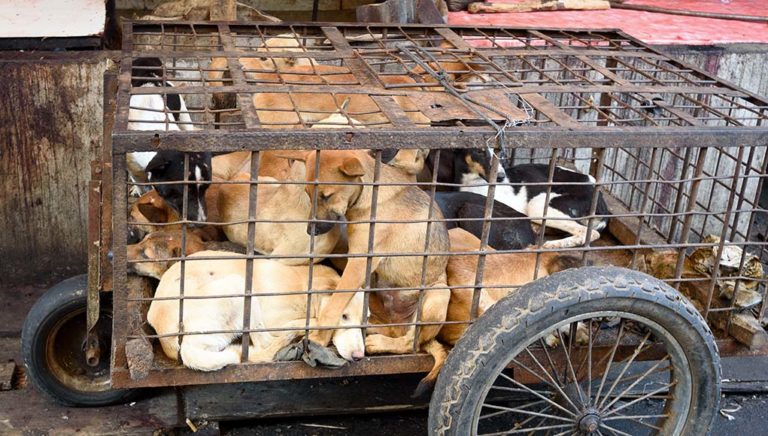 What Countries Eat Dogs and Why They Do It
