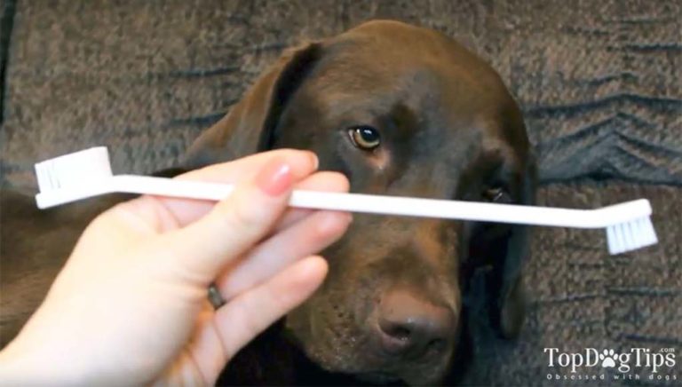 10 Best Dog Toothbrush Brands (Ranked by Different Types)