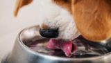 4 Best Dog Dental Water Additive [Updated 2023]