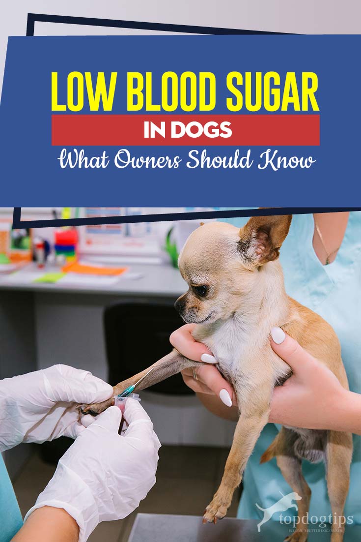 Low Blood Sugar In Dogs What Owners Should Know Top Dog Tips