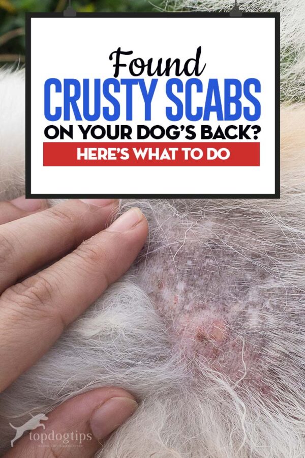 Crusty Scabs on Dog's Back? Why and What to Do