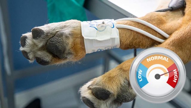 How to Manage High Blood Pressure in Dogs? – Top Dog Tips