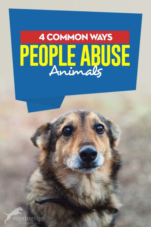 4 Common Ways People Abuse Animals – Top Dog Tips