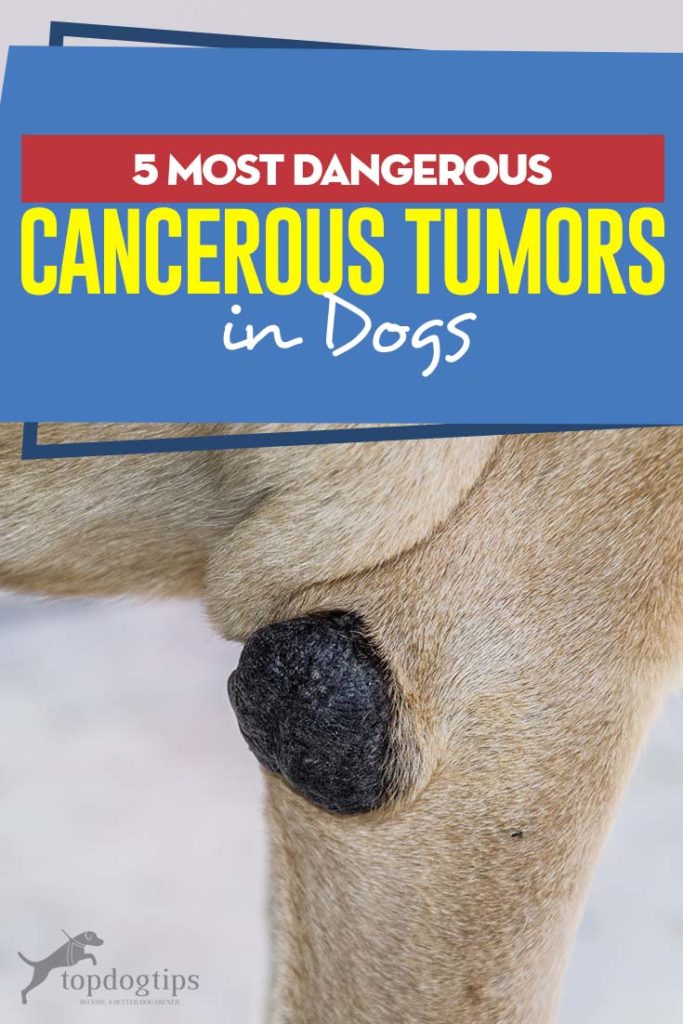 5 Most Dangerous Cancerous Tumors in Dogs – Top Dog Tips