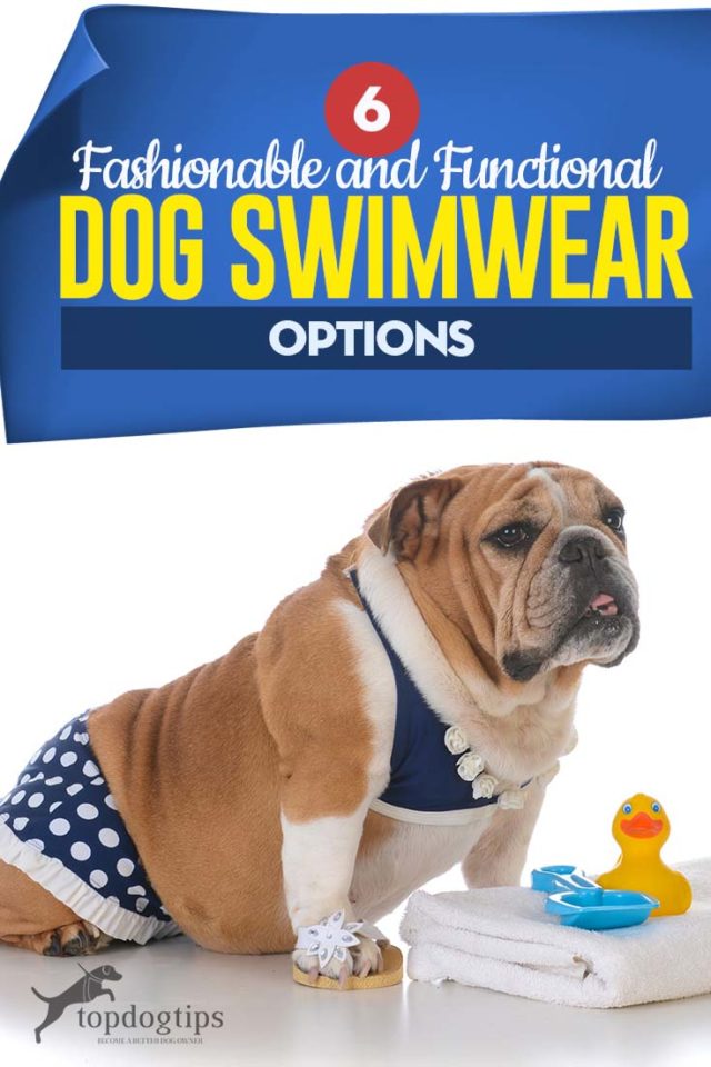 Dog Swimwear: 6 Most Fashionable and Functional Items Your Dogs Need