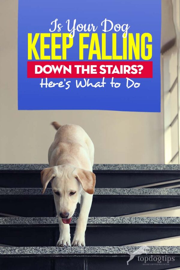 Dog Falling Down the Stairs? Here's Why and What You Can Do About It