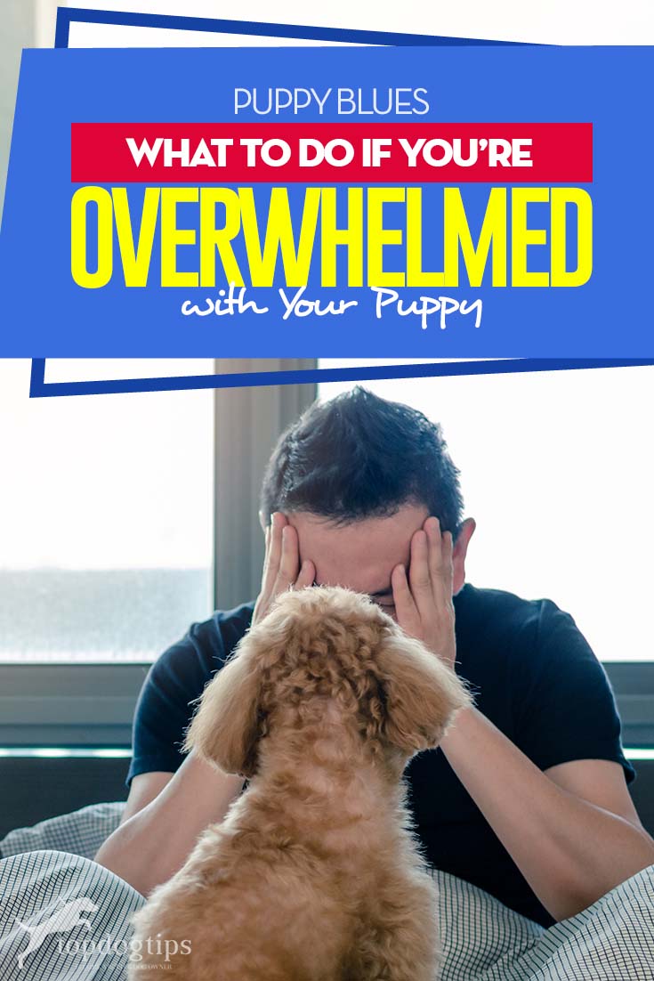 Puppy Blues: What To Do If You’re Overwhelmed With Your Puppy