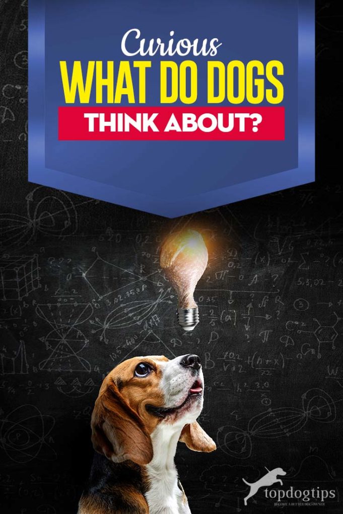 What Do Dogs Think About and What Feelings Do They Have?