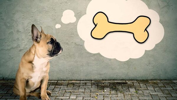 What Do Dogs Think About and What Feelings Do They Have?