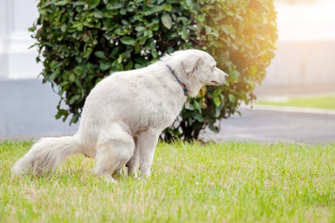5 Home Remedies for Dog Constipation – Top Dog Tips