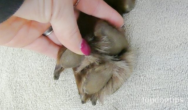 How to Wrap a Dog's Paw Properly – Top Dog Tips