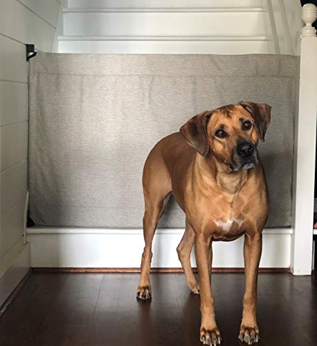 Dog Falling Down the Stairs? Here's Why and What You Can Do About It
