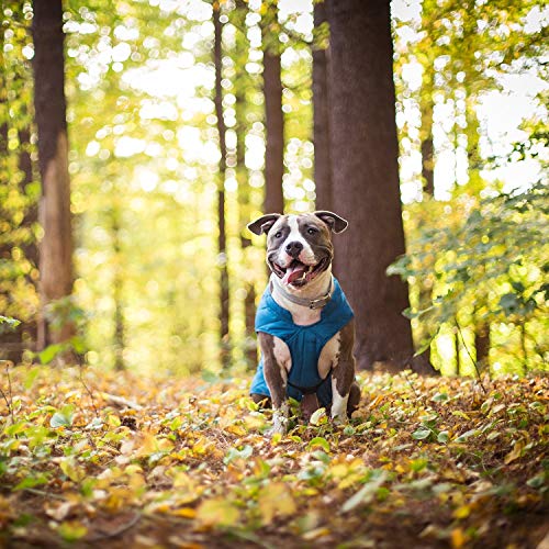 6 Best Dog Coats for Winter in 2020 (Cold, Rain and Bad Weather)
