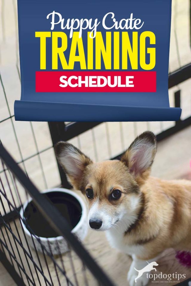 Puppy Crate Training Schedule – Top Dog Tips