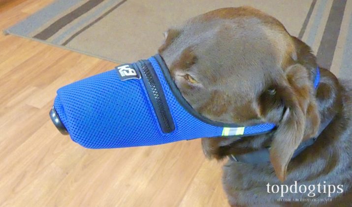 K9 Mask Air Pollution Mask for Dogs Review and Testing