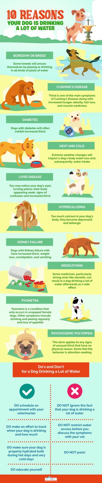 10 Reasons Your Dog Drinking a Lot of Water