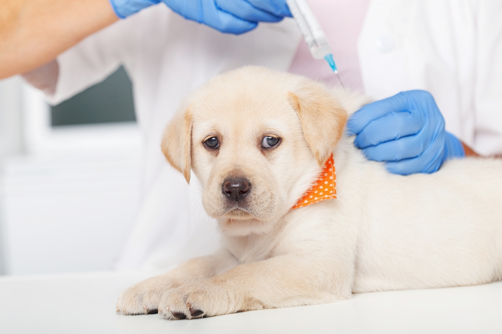 How Many Shots Do Puppies Need Top Dog Tips