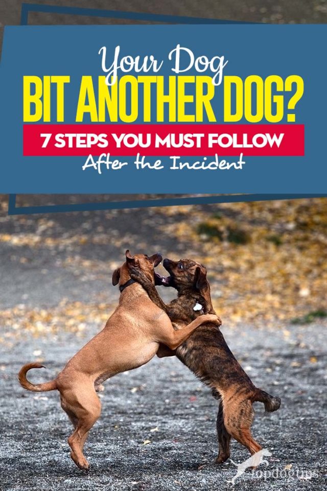 Your Dog Bit Another Dog