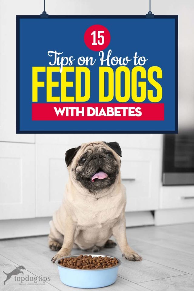 15 Tips On Diabetic Dog Food And How To Feed Dogs With Diabetes 15-tips-on-diabetic-dog-food-and-how-to-feed-dogs-with-diabetes