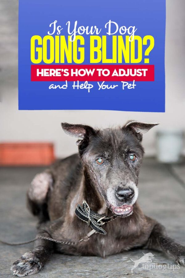 Dog Going Blind: Here's How to Adjust and Help Your Blind Pet