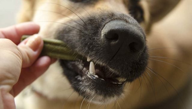 5 Vet Recommended Dog Dental Chews (And Their Benefits)