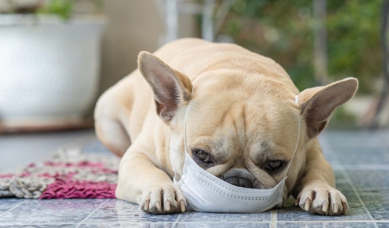 6 Tips to Prepare and Keep Dogs Safe During COVID-19 Pandemic