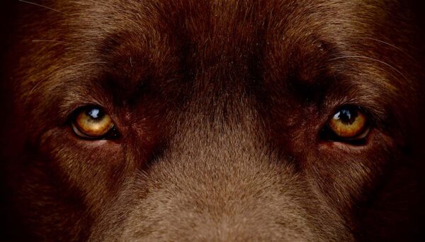 What Do Dogs See? And 10 Things Your Pooch Can See That You Cannot