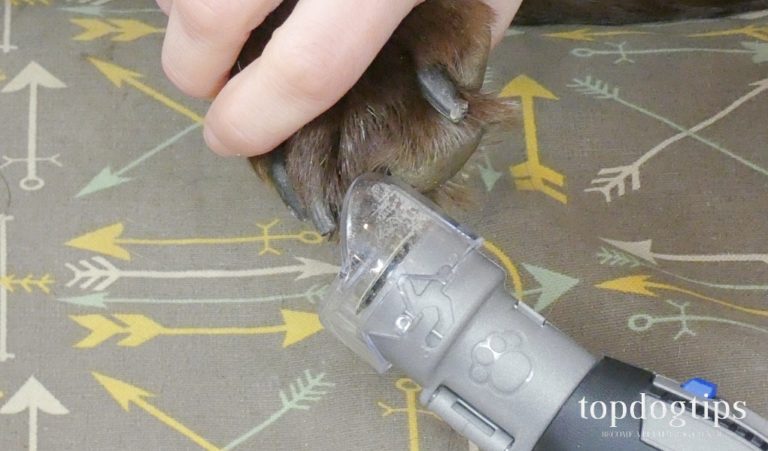 Dremel PawControl Dog Nail Grinder Review and Testing With My Dogs