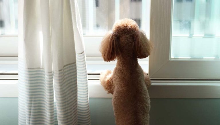 25 Best Dog Breeds for Small Apartments (And Urban City Living)