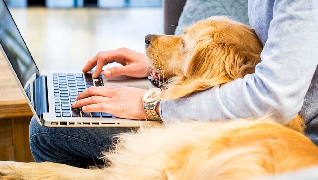 7 Tips for Dog Owners Working from Home – Top Dog Tips