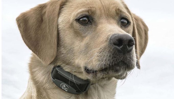 9 Best Electric Dog Collars (Review and Top Picks)