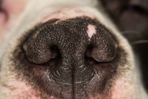 8 Common Autoimmune Diseases in Dogs (With Pictures)