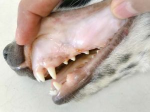 8 Common Autoimmune Diseases in Dogs (With Pictures)