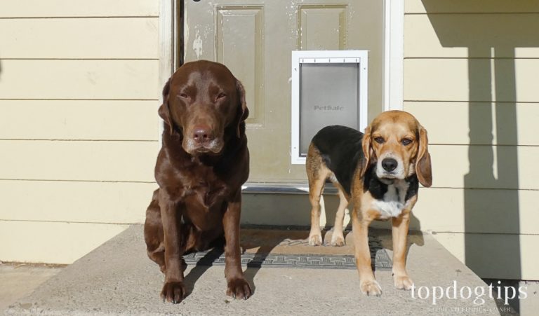 PetSafe Extreme Weather Dog Door Review and Testing With My Dogs