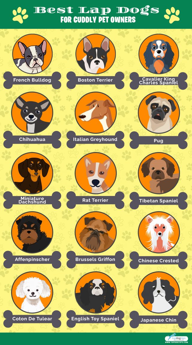 30 Best Lap Dogs for Cuddly Pet Owners