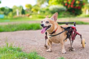 Slipped Disc in Dogs: Signs, Causes, Treatment and Prevention