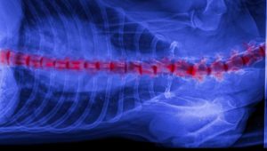 Slipped Disc in Dogs: Signs, Causes, Treatment and Prevention