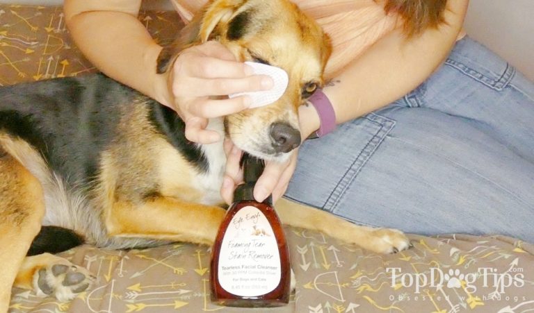How to Wash a Dog's Face (Hair Trim, Cleaning, Wipe Tear Stains)