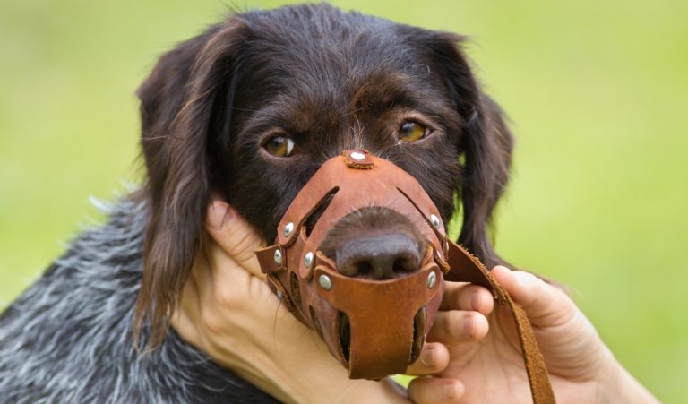 My 6 Best Aggressive Dog Training Tips (And What You Should NOT Do)