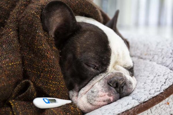 How Do I Know If My Dog Has a Fever? – Top Dog Tips