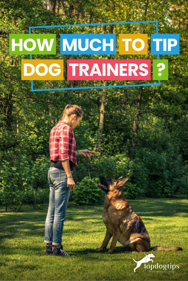 How Much to Tip Dog Trainers and When Should You NOT Tip Them