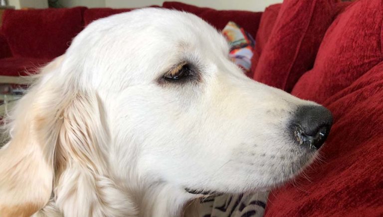 Nasal Discharge in Dogs: 11 Causes, Treatment and Prognosis